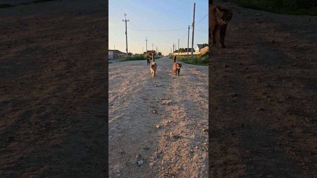 Кошачья банда