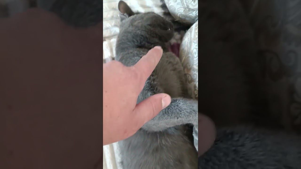 Кот смешно спит