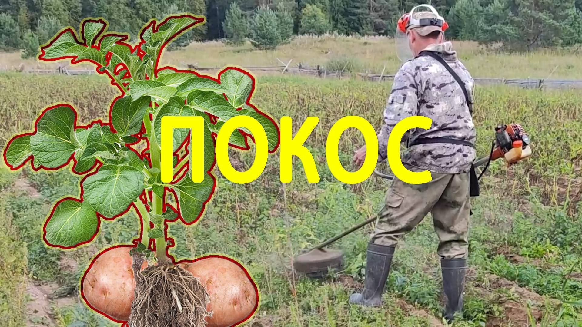 Как правильно косить и убирать огород перед копкой картофеля. Секреты и советы
