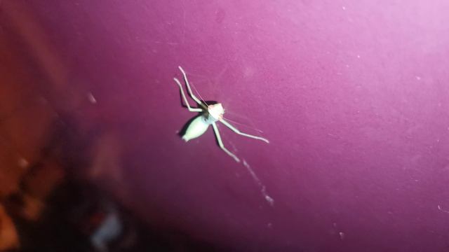 Богомол  (ﾉ◕ヮ◕)ﾉ*:･ﾟ✧ проводит сеанс гипноза