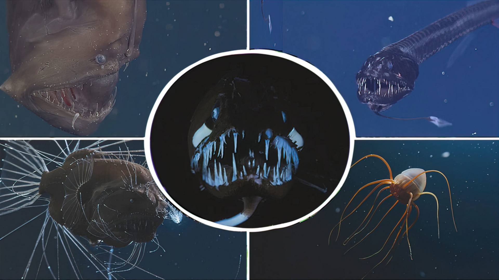 Живые загадки океана встреча с уникальными существами!