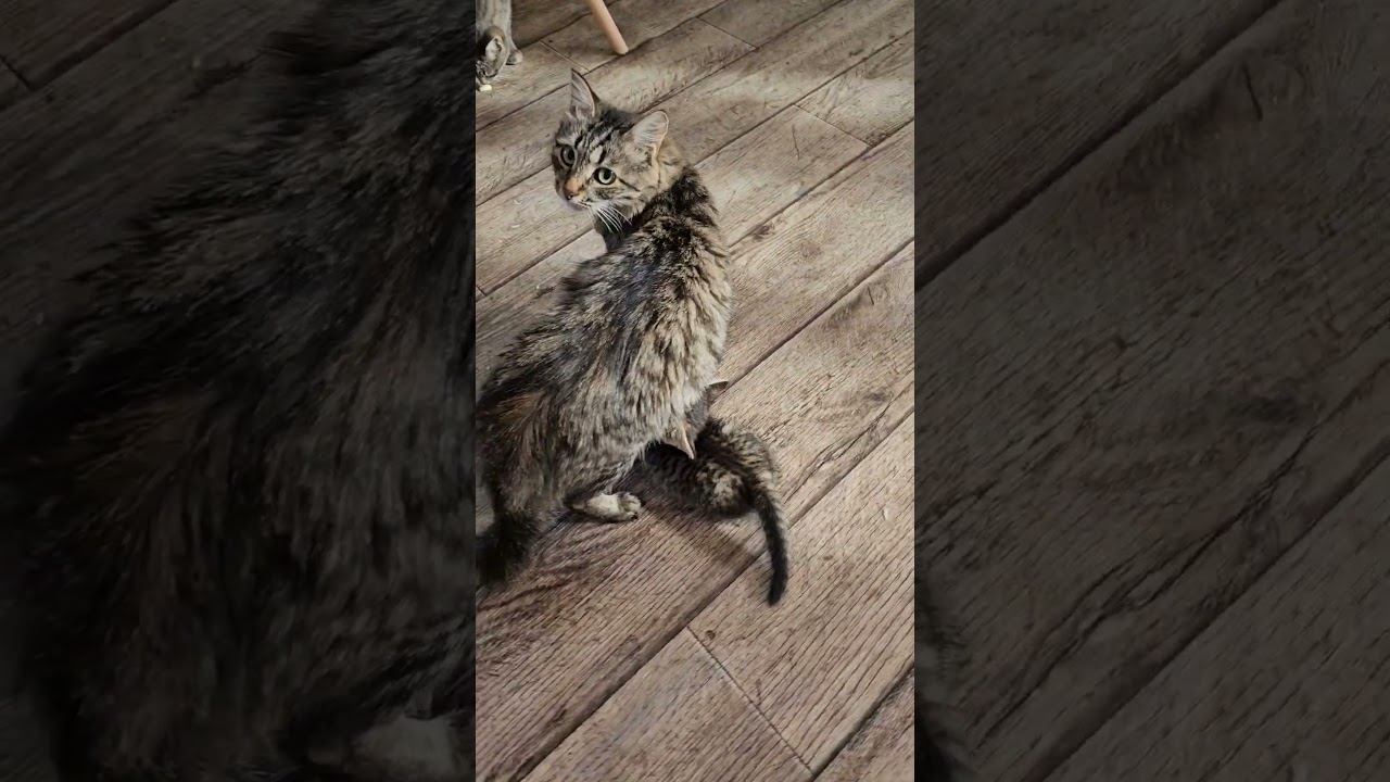 Котёнок ест стоя