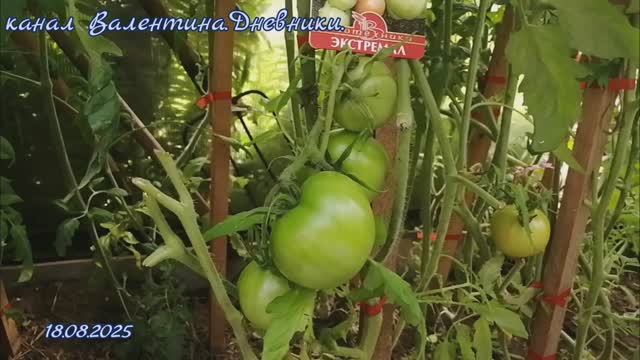 Томат сорта ЭКСТРЕМАЛ. Обзор . на 18.08.2025.