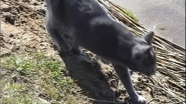 Кот мой Васька на природе. Озеро Ольшанские Карьеры.