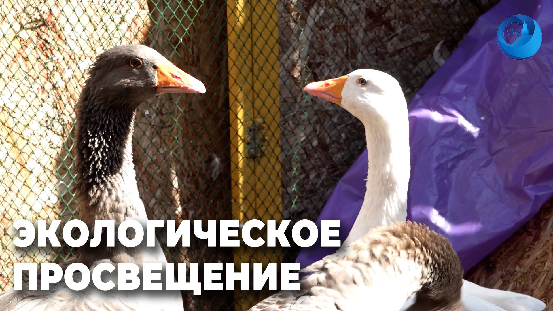 Центр реабилитации диких животных "Солнечная птица" получил федеральный грант