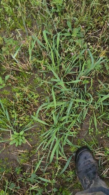 Здесь прошел Сохатый..