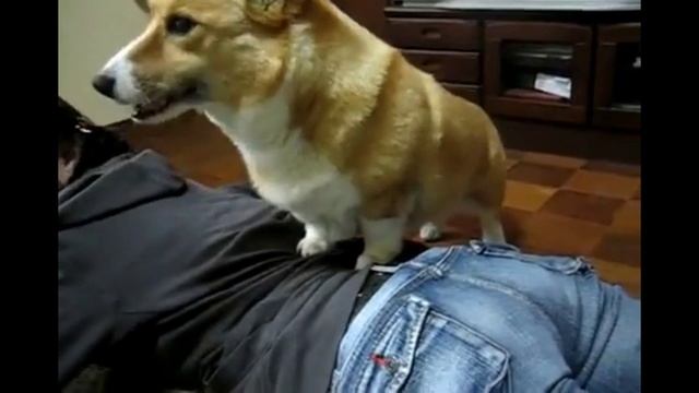 видео приколы с котами / видео приколы с животными очень ржачные видео приколы 2025 смотреть онлайн