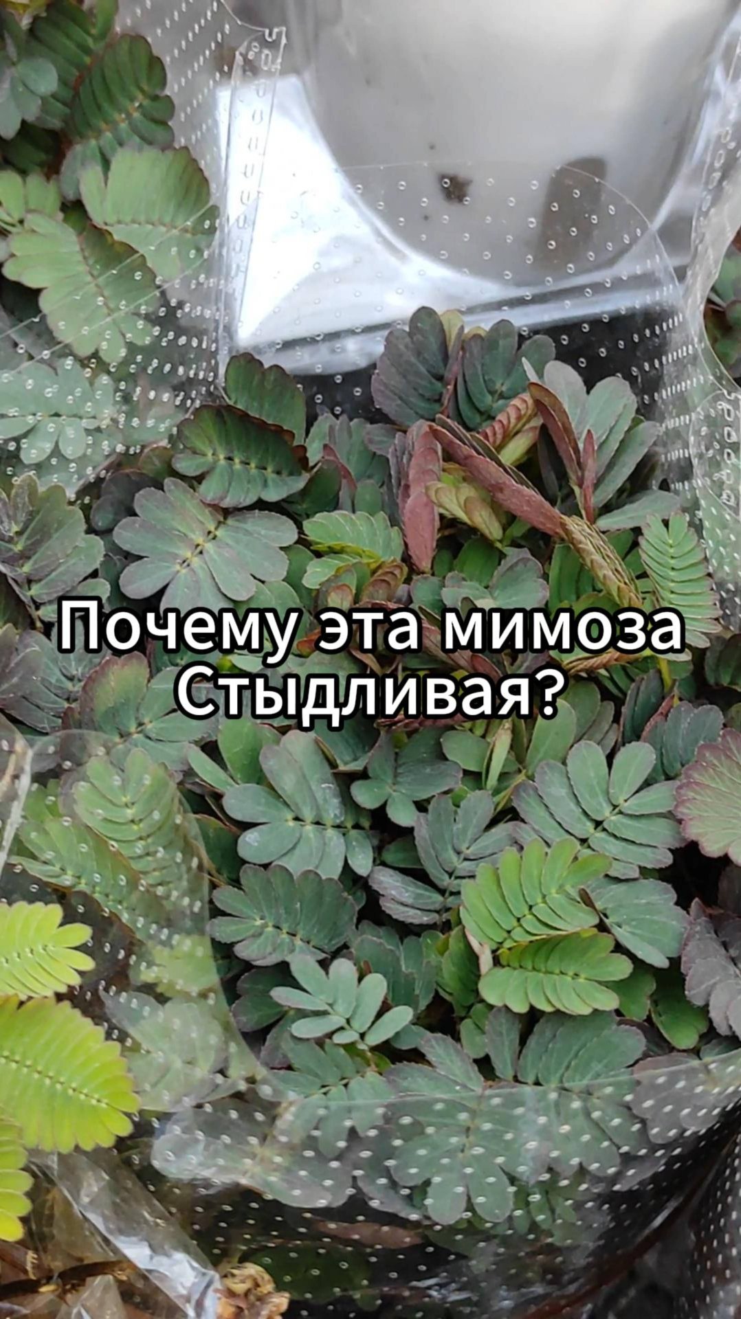 Что будет если до неё дотронуться