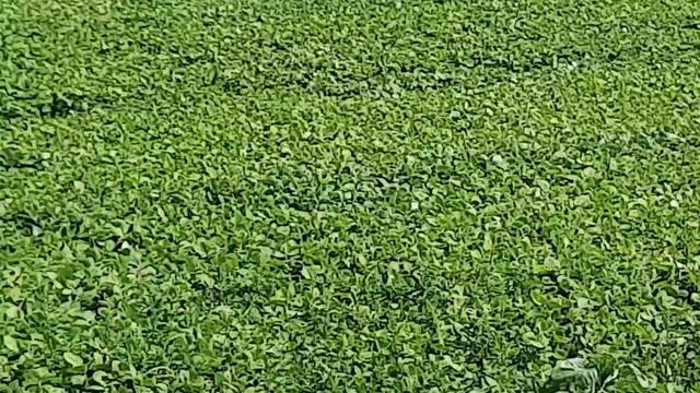 ЗЕМЛЯ КОРМИТ