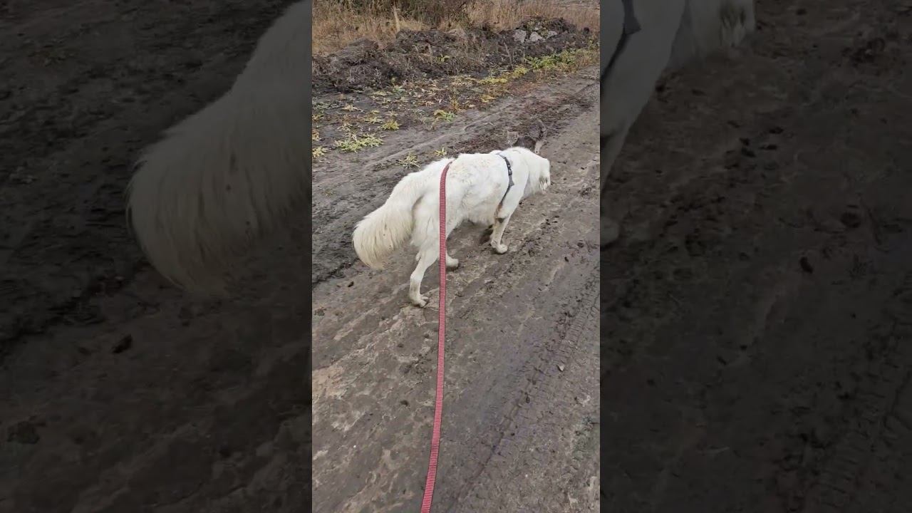 Кошачья охрана