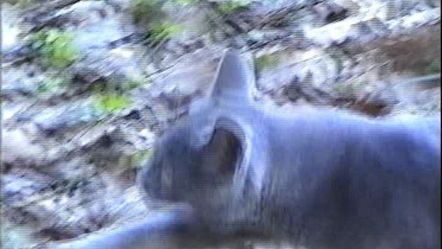 Кот Васька на природе