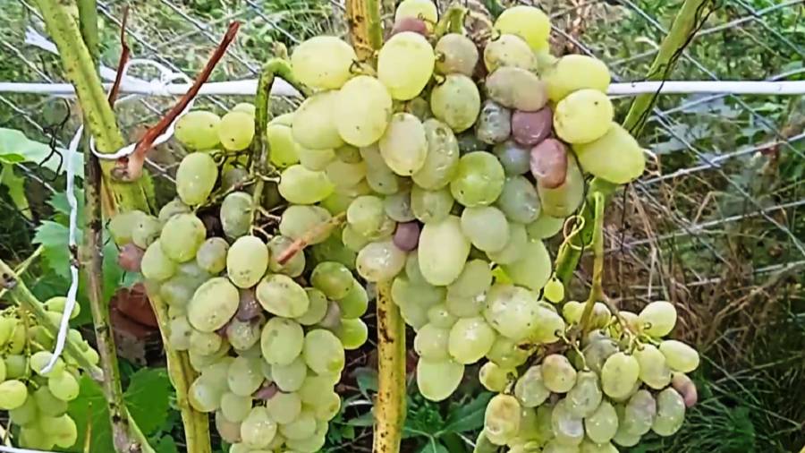 Почему на винограде появляется серая гниль