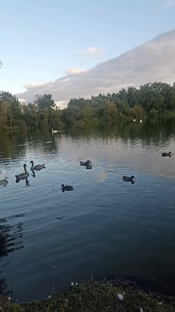 Такса 🐩 Лебеди 🕊️ Лебедята 🐦