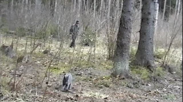 Кот Васька в лесу.