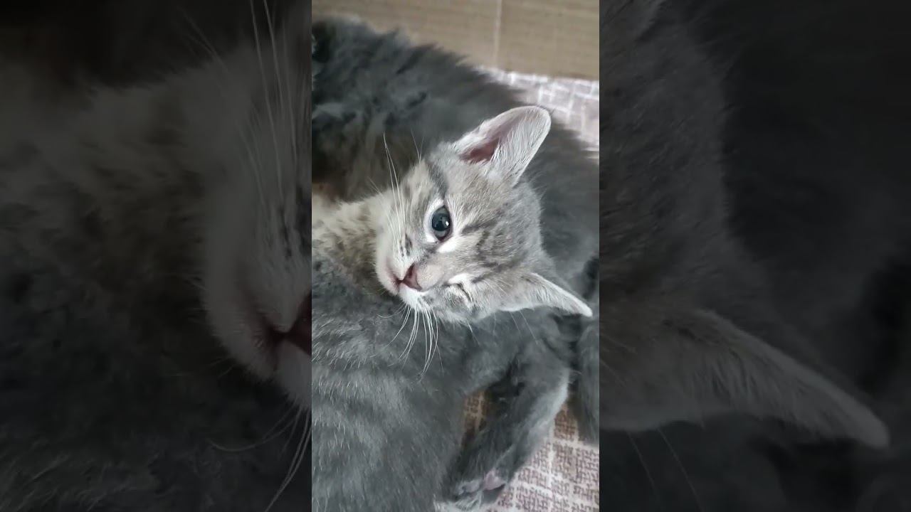 Один глаз спит другой бдит