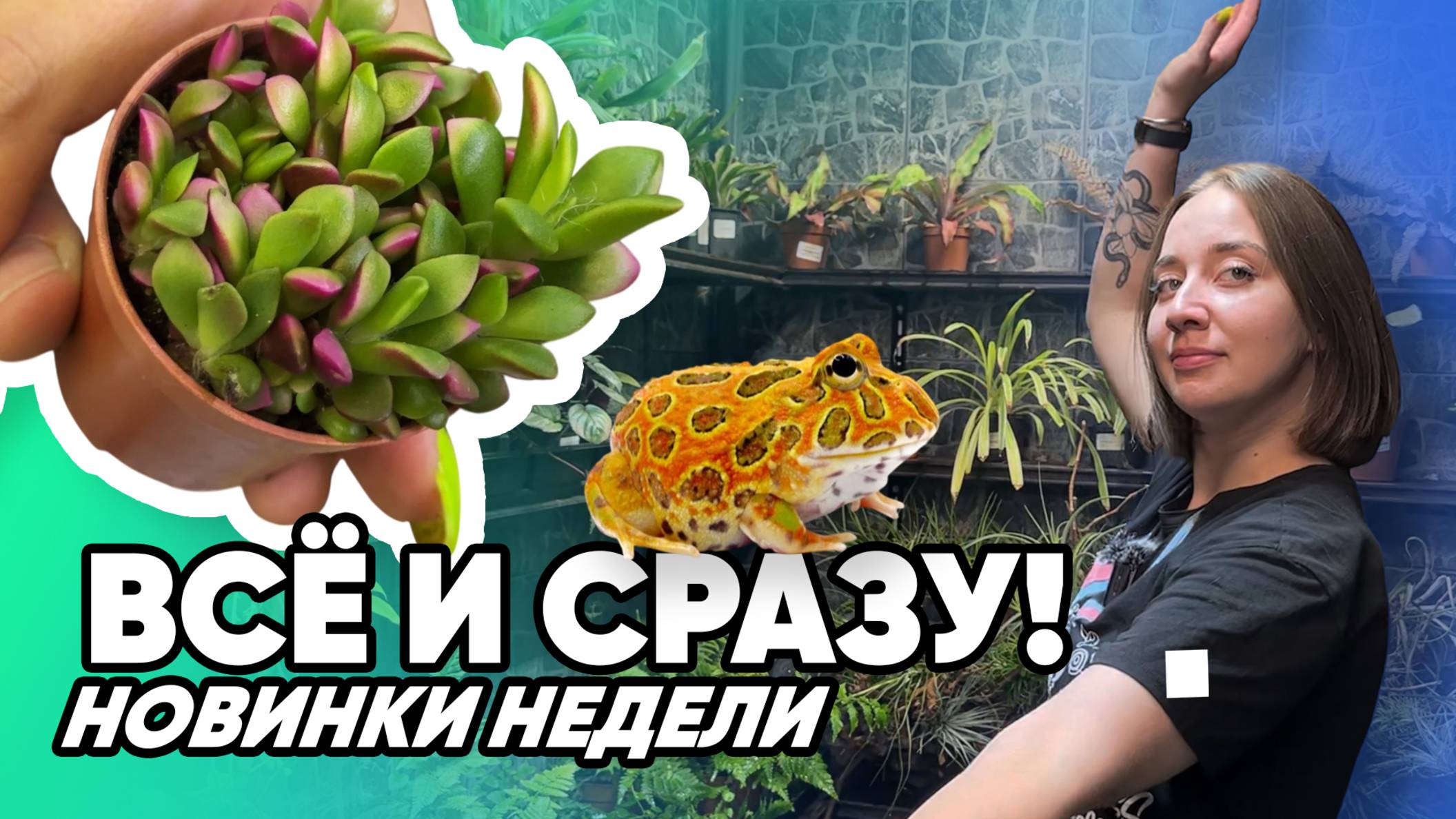 Террариумные новости ЭКЗОМЕНЮ (04.09.2025). Всё и сразу! Новинки недели.