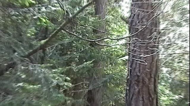 Кот в лесу и мы.