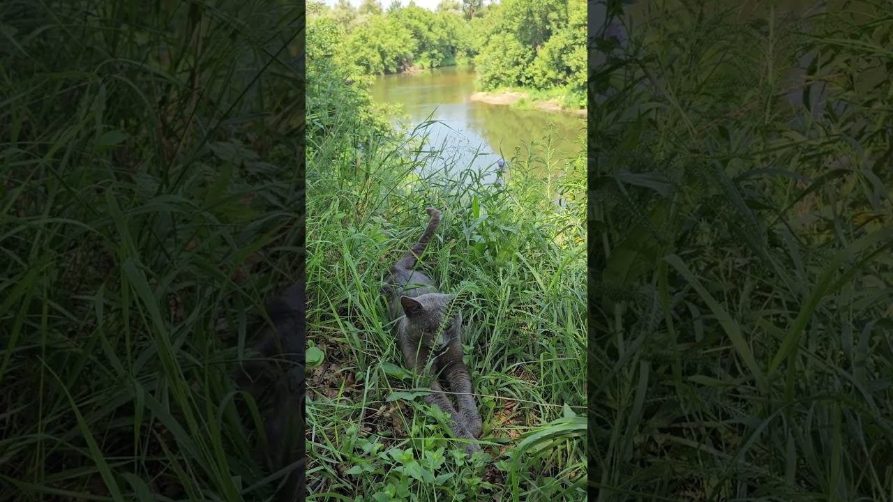 Кот на природе