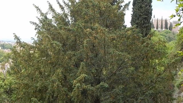 Колокольный звон в Вероне!