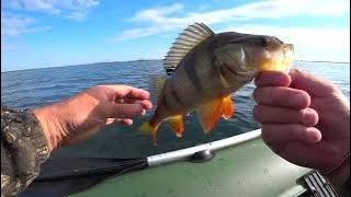 Щуки с болота!!! Окуни с лодки!!! Разнообразная рыбалка получилось!!! И все это за за пол  дня))