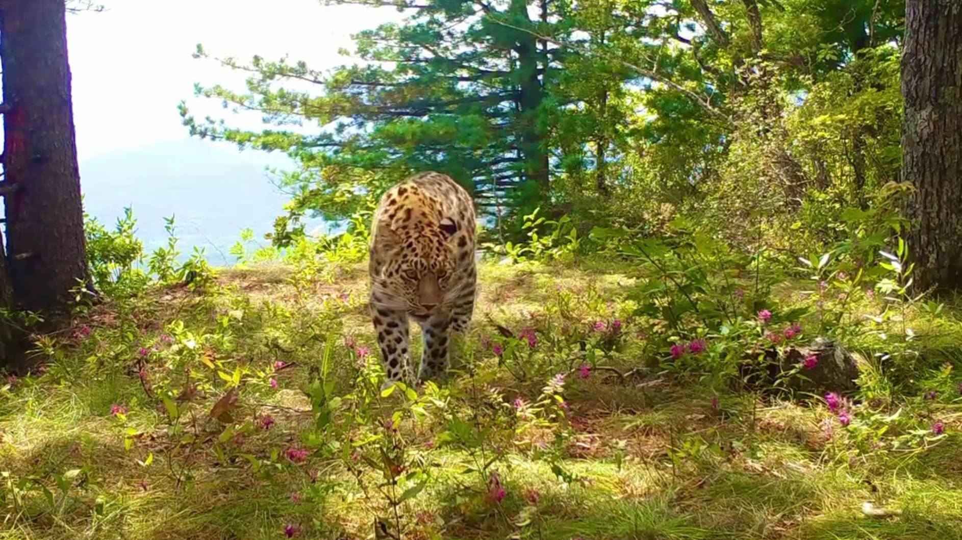 Дальневосточный леопард на летней прогулке (1)