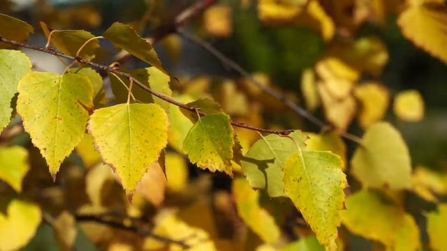 Ветка березы // 🍂 Осенний футаж