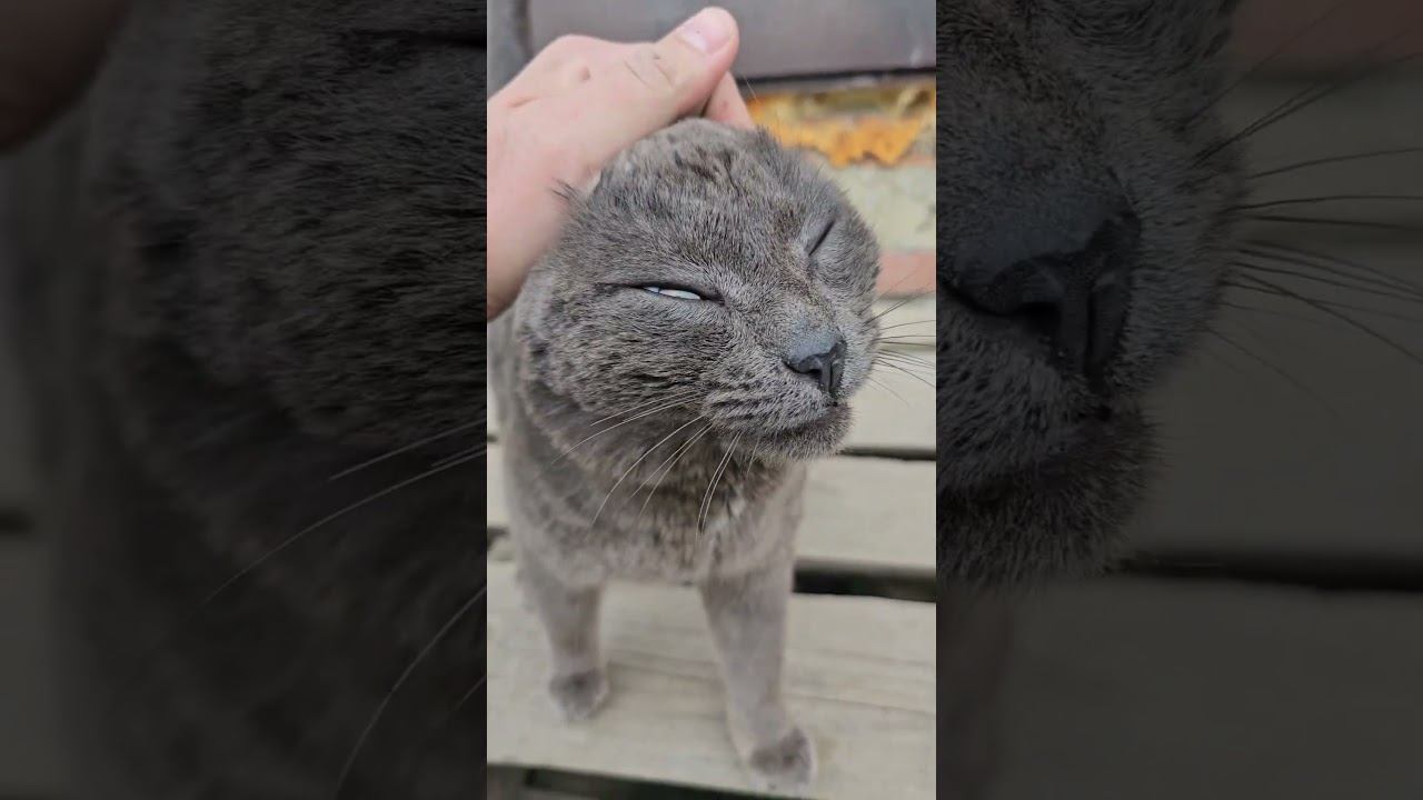 Гладим кошку столько раз