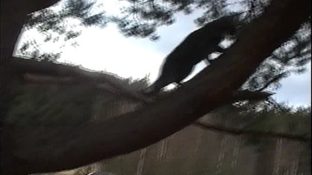 Кот Васька на дереве в лесу.