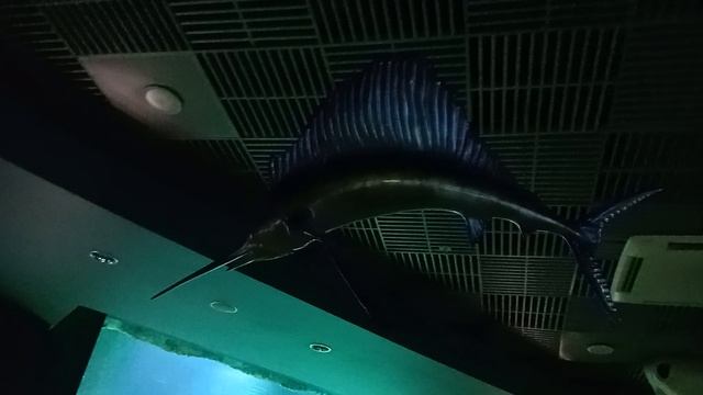 Москвариум ВДНХ.Центр океанографии и морской биологии. Самый большой океанариум в Европе