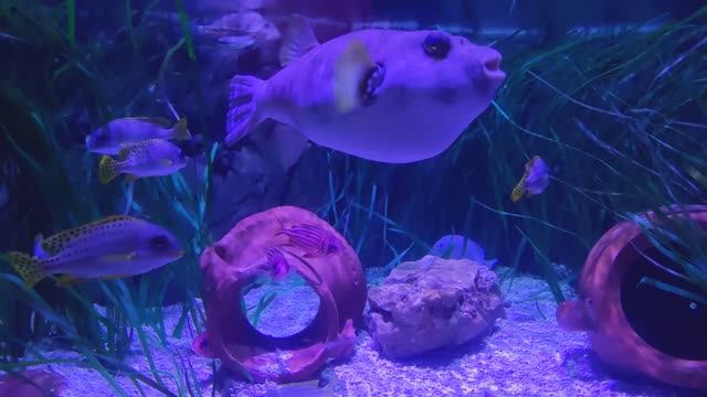 🐠 Успокаивающий АКВАРИУМ