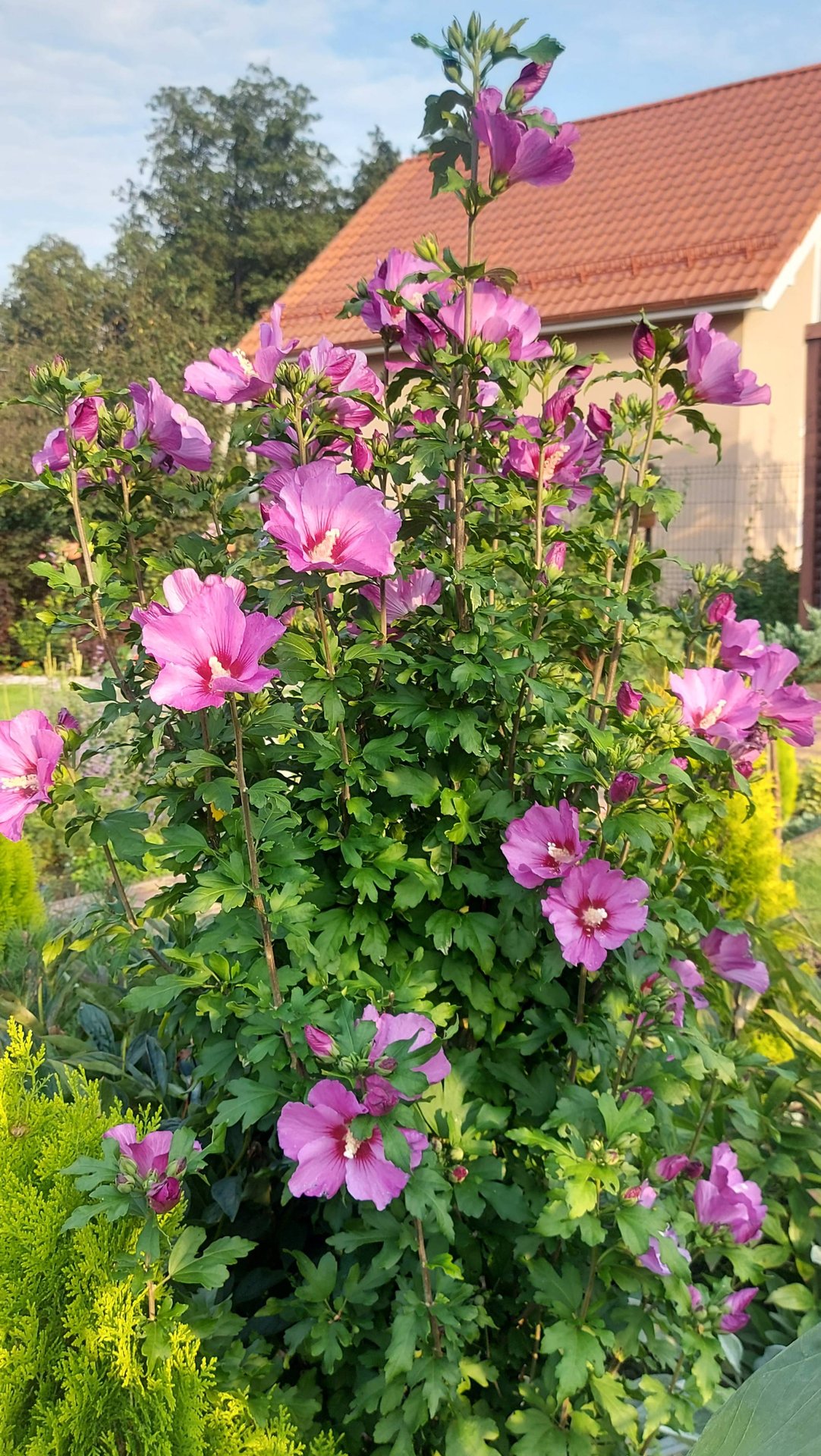 Цветущий гибискус сказочно красив👌🌸