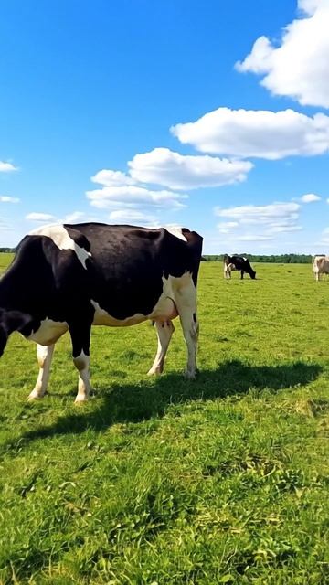 Анекдот - "Жирность молока".