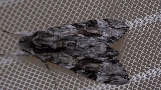 Бражник вьюнковый