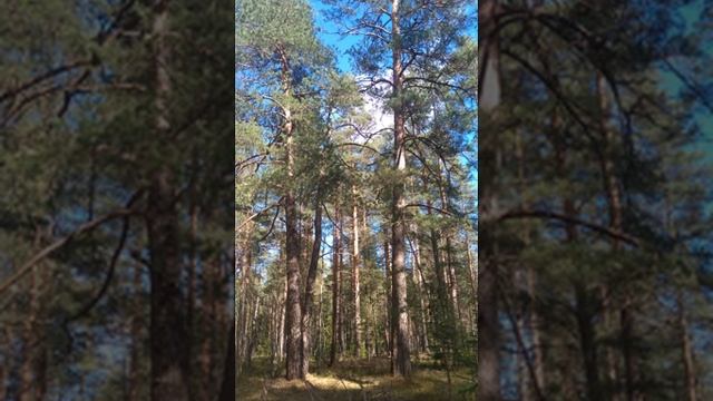 №92 Восстановление и гармонизация структур сознания