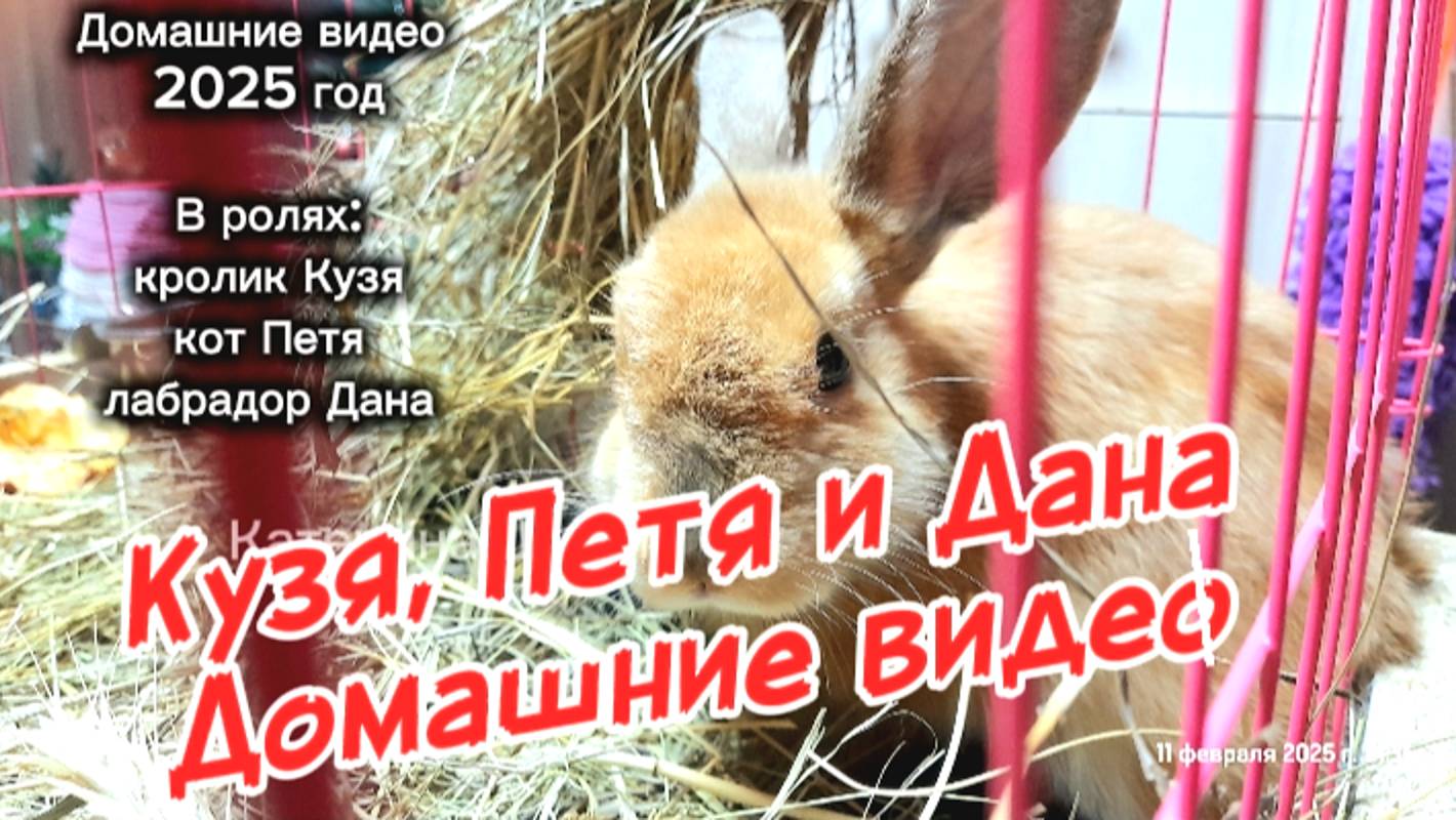 Кролик, кот и собака. Домашние видео