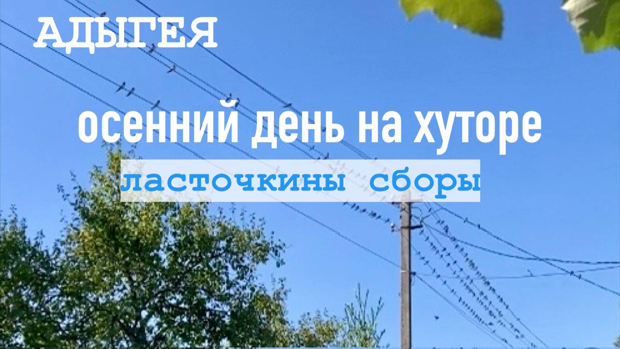 Хутор в АДЫГЕЕ/ Ищу работу/ Поездка в аул / Улетели в теплые края/ Калитка для уток/ 04.09.25