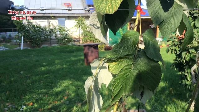 Небольшой обзор. Мошкара прогнала нас с участка. 1.09.25г