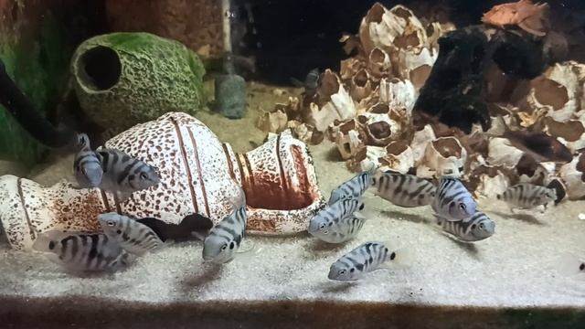 Подросли мальки #гибрид_зебры_и_попугая_цихлазомы 05/09/25 #цихлиды