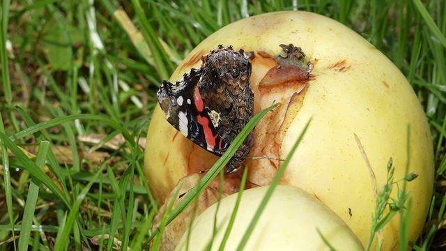 Бабочка адмирал на яблоке.