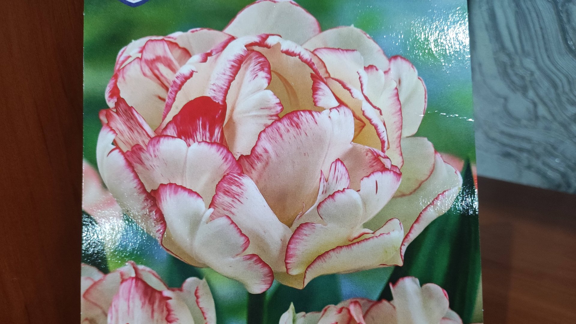 Новинка тюльпанов для моего сада - многоцветковые. Какие у них особенности?