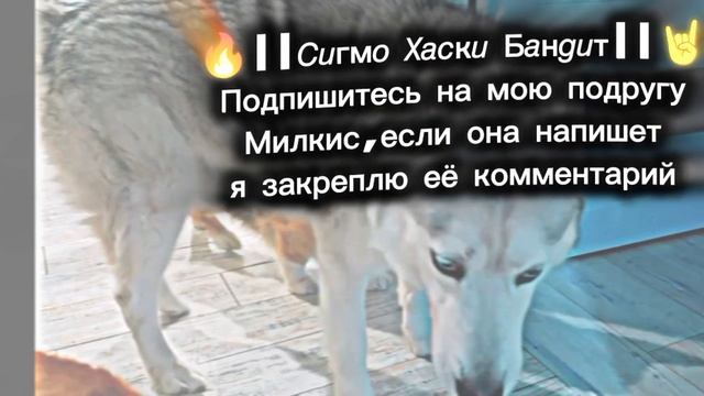 -(🐺🤟)-ПИАРКО ПОДРУГЕ😋🌹🌹