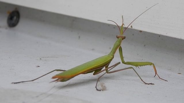 Мыфка и Богомол