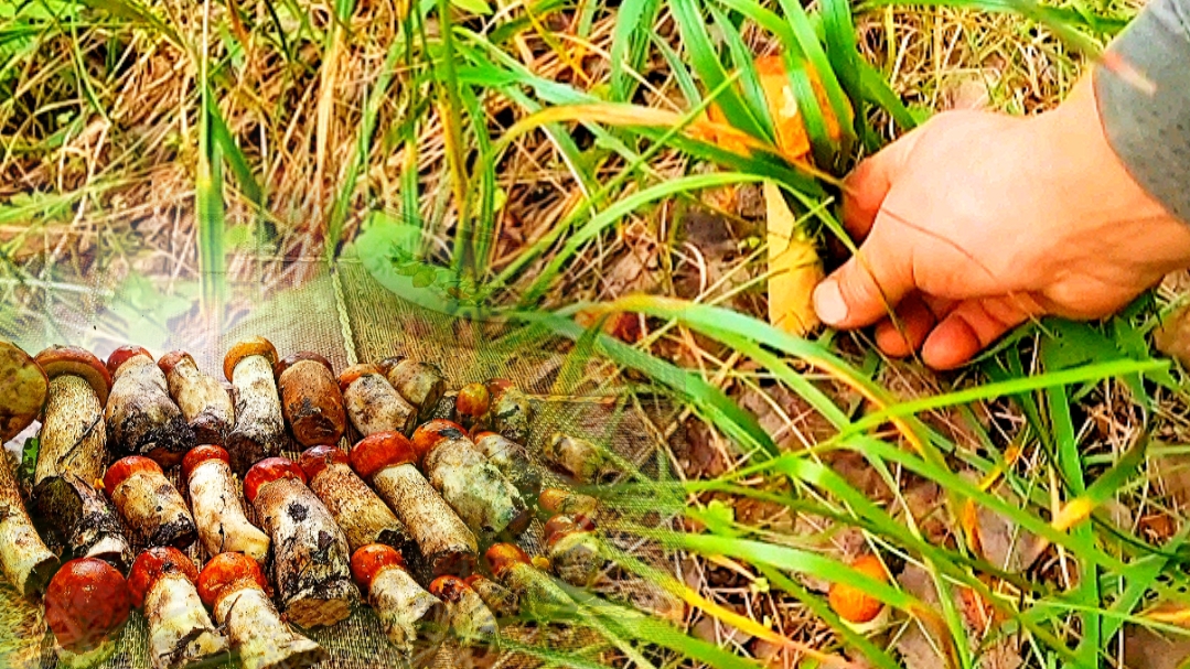 Вот это да! Целая поляна грибов!