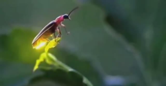 ... Почему Светлячок светится в темноте...