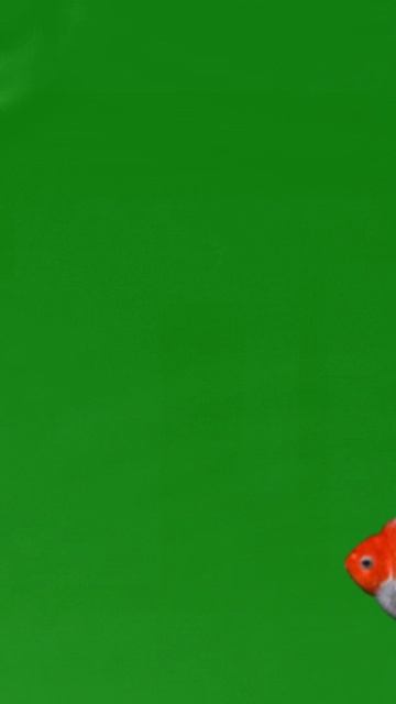 ЗОЛОТАЯ РЫБКА