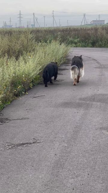 Он не просто пес