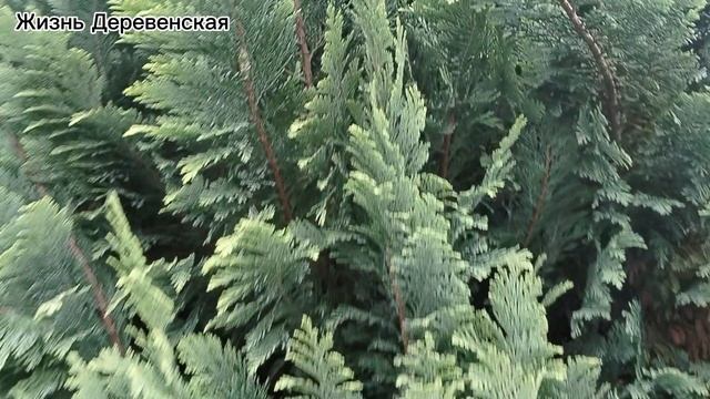 Стрижка можжевельника,уборка в теплице 03.09.25.