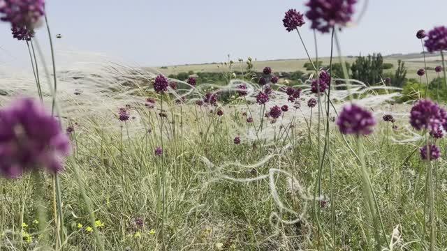 Релакс от природы - 2🌲🌾⛺🌳