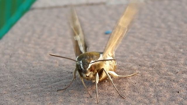 Бражник подмаренниковый