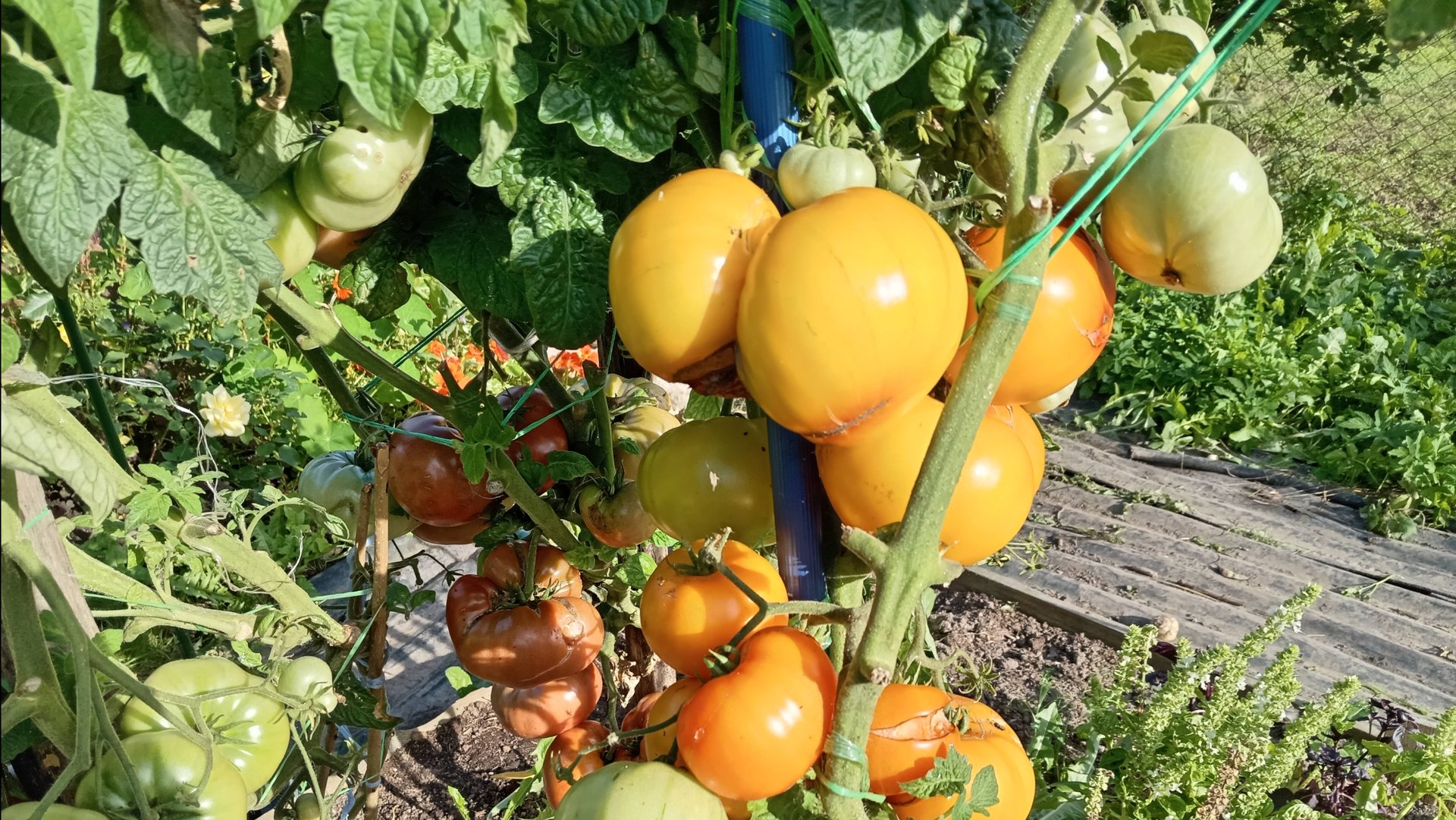 ТОМАТЫ ГНОМЫ. ЛЕНИНГРАДСКАЯ ОБЛАСЬ.